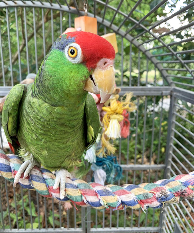 This colorful parrot didn't get the memo about reptiles being the stars here, stealing the spotlight with tropical flair and judgmental side-eye.