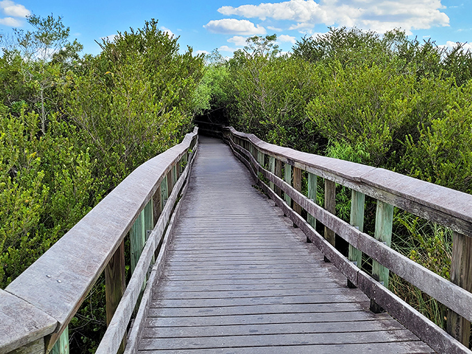 The trail narrows as it tunnels through lush vegetation, creating a green corridor that feels like stepping into Florida's prehistoric past.