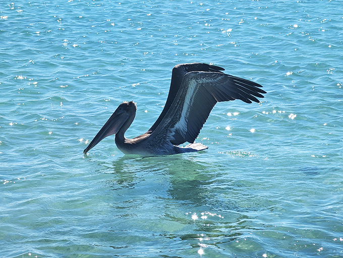 Just another day in paradise, thinks this pelican, nature's original dive bomber scanning for lunch.