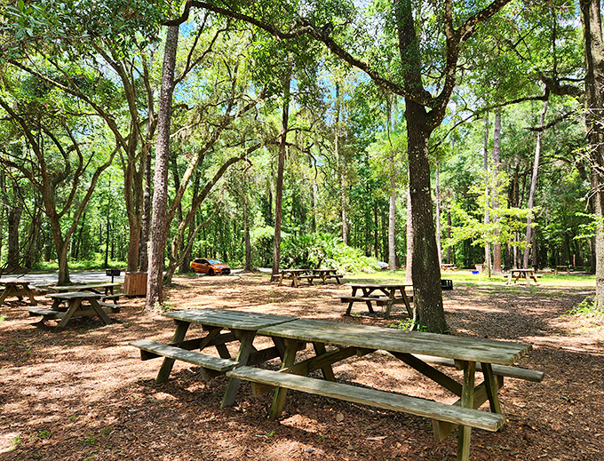Shaded picnic tables offer the perfect spot to refuel after exploring, though watch out for squirrels plotting sandwich heists!