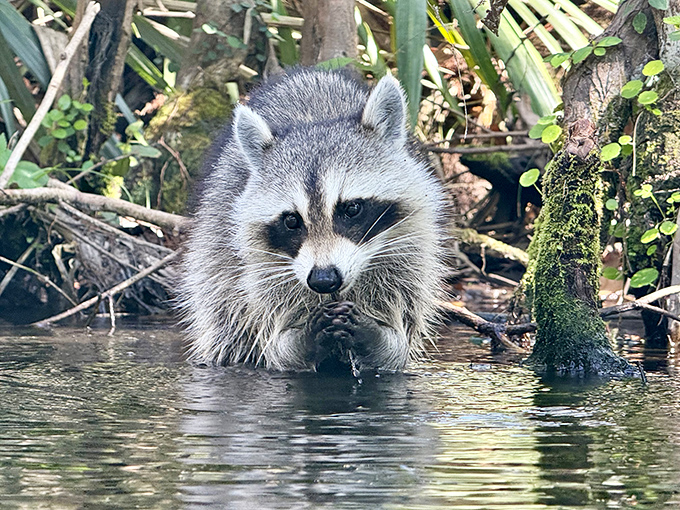 "Excuse me, do you have a moment to talk about river conservation?" This masked bandit pauses mid-snack for an impromptu waterside meeting.