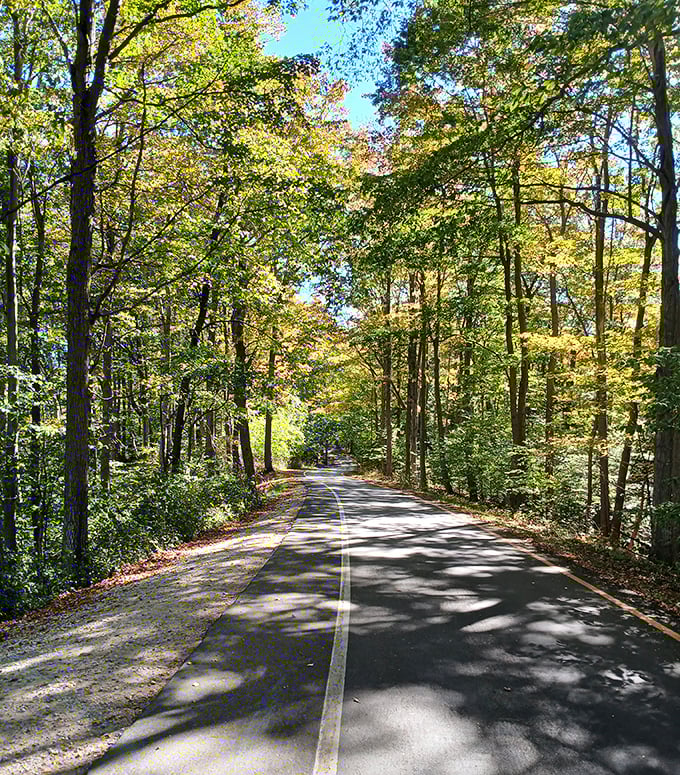 Dappled sunlight plays across the pavement as trees form a natural cathedral ceiling above the winding road.