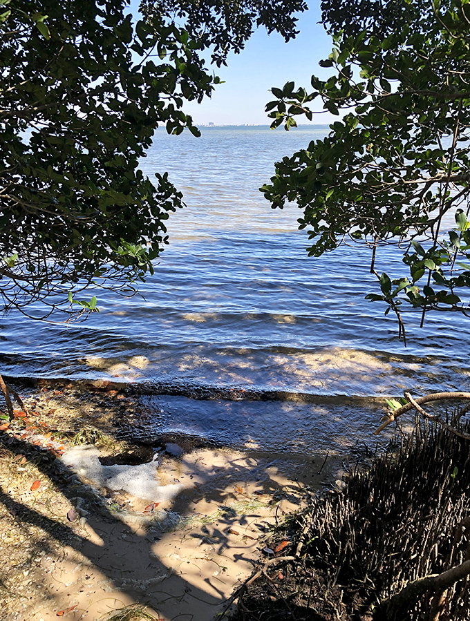 A hidden beach peeks through the mangrove curtain, offering a secret window to Tampa Bay's sparkling waters.