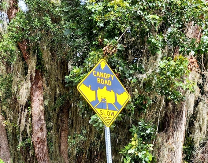 "Canopy Road" &ndash; the understatement of the century on this yellow sign warning drivers to slow down for magic ahead.