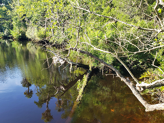 Reflections dance on the water's surface, creating a mirror world where the sky and trees engage in a perpetual tango.