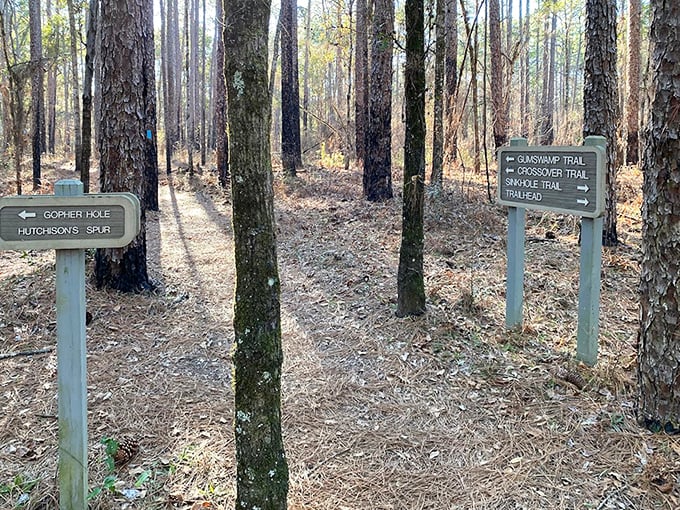 Ancient trees stand like sentinels, their branches creating a natural archway over the sinkhole.