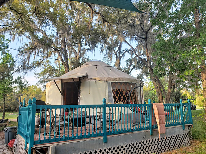 The yurt experience: Canvas walls and circular perfection create an unexpected haven where glamping meets geometric satisfaction under Florida skies.