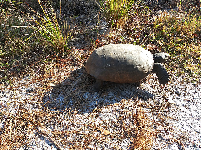 A gopher tortoise makes its unhurried way across the trail, carrying centuries of evolutionary wisdom on its patterned shell.