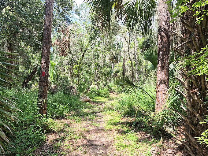 Sunlight filters through the canopy along this serene trail, where footsteps fall softly on generations of fallen leaves.