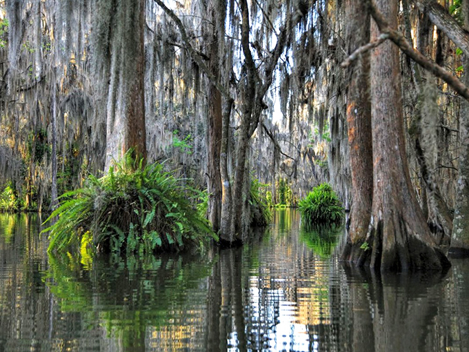 Spanish moss drapes from cypress branches like nature's own decorations, creating the quintessential Old Florida scene that artists have tried to capture for generations.
