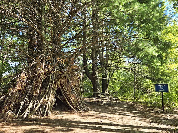 Nature's architects have been busy &ndash; this woodland fort wasn't just built, it was lovingly assembled by visitors who understand that sticks aren't just sticks.