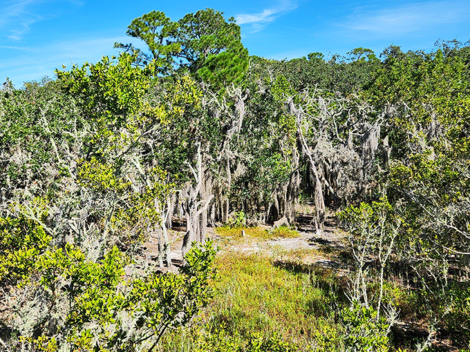 Spanish moss dangles like nature's own decorations, proving that sometimes the best chandeliers grow on trees.