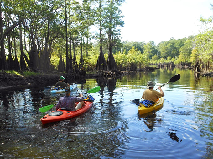 Explorers discover hidden passages between cypress giants, where every turn reveals another breathtaking vista to photograph.