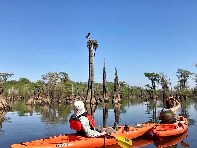Sunset paints the cypress silhouettes in electric hues, transforming the already surreal landscape into nature's finest light show.