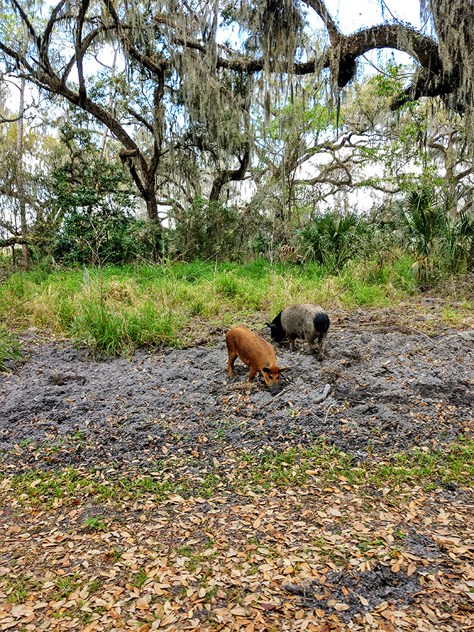 Wild pigs forage through the underbrush, demonstrating nature's cleanup crew at work in this delicate ecosystem.