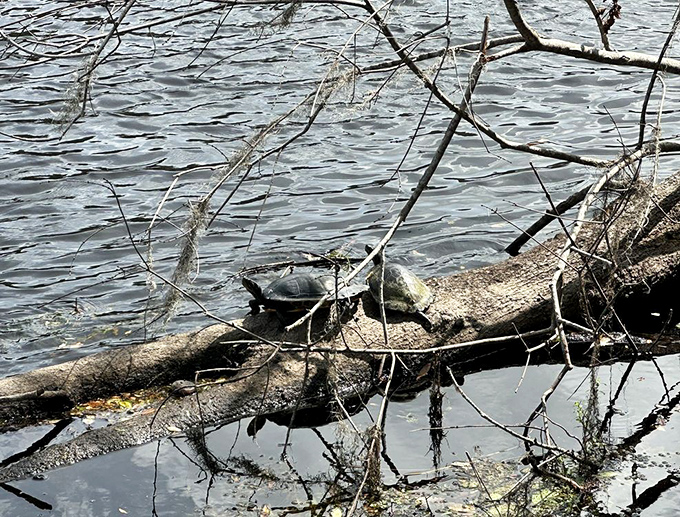 Nature's sunbathing station: turtles catching rays on a fallen log demonstrate why Ginnie Springs is as much a wildlife sanctuary as recreation area.