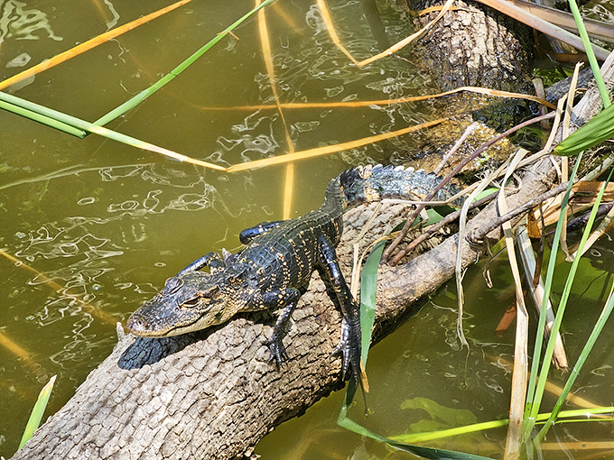 Florida's original celebrity resident lounges on a log, completely unbothered by your presence and refusing to pose for selfies.