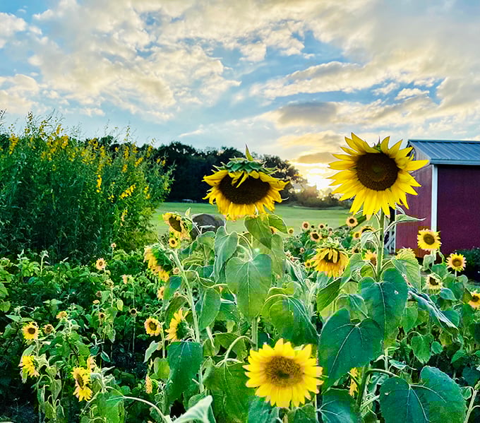 6a. coon hollo farm (micanopy)