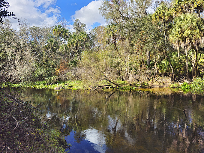 Hillsborough River's rare Florida rapids tumble over limestone outcroppings, creating a mountain-like scene in the flattest of states.