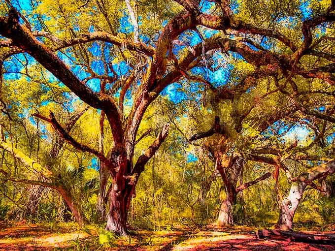Indian Lake State Forest's boardwalk invites exploration through a cathedral of trees, where dappled light guides the way forward.