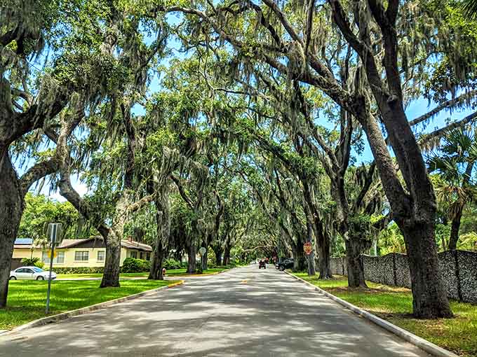 Magnolia Avenue's oak canopy creates nature's cathedral, where Spanish moss serves as the decorations.