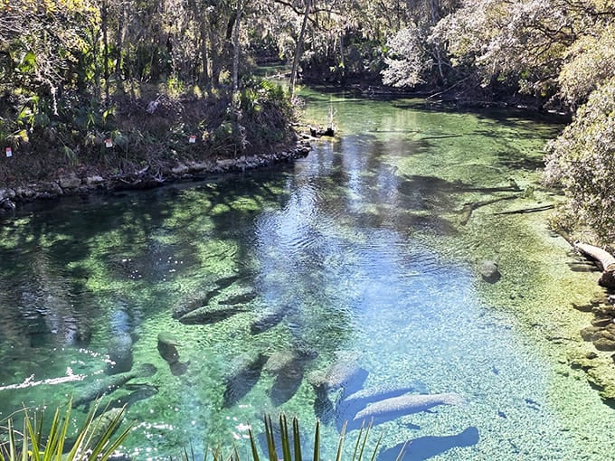 The spring run stretches out like a liquid highway through the forest.