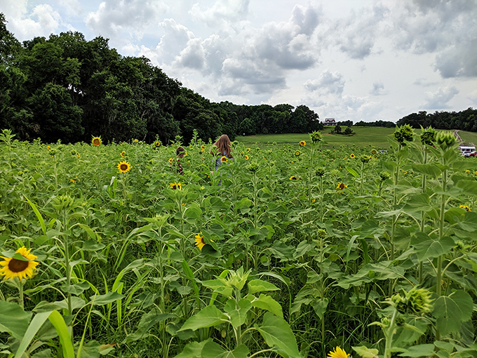 6b. coon hollo farm (micanopy)
