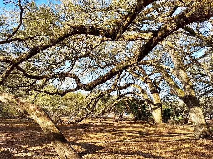 Golden light filters through Indian Lake's canopy, transforming ordinary trees into extraordinary sculptures that change with every passing hour.