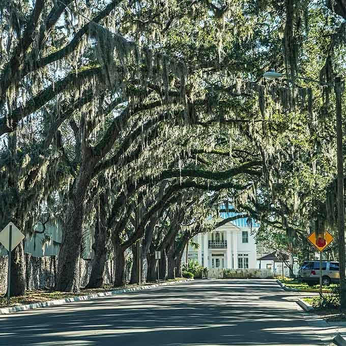 This tree tunnel looks like something from a movie, except it's real and waiting for your visit.