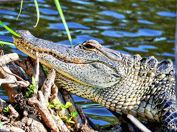 "I've been perfecting this look for 200 million years"&mdash;Wakodahatchee's prehistoric residents often pose for photos with toothy grins that demand respect.