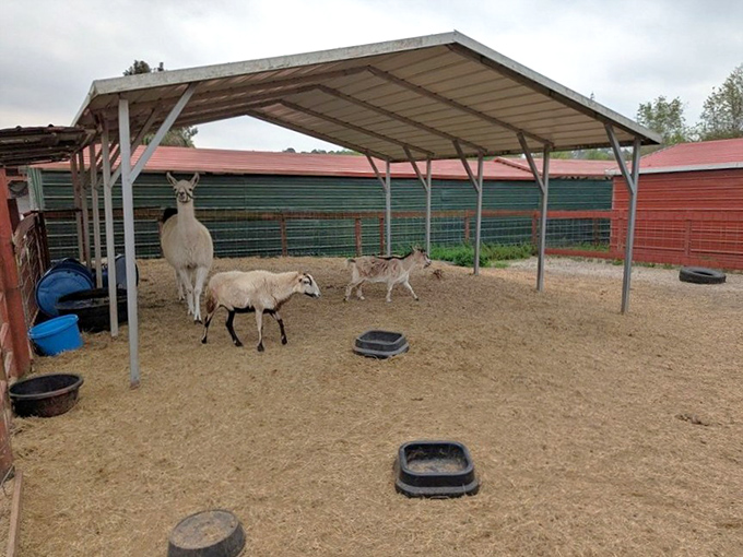 Alpacas and sheep share a shaded sanctuary, their curious expressions suggesting they're judging your fashion choices.