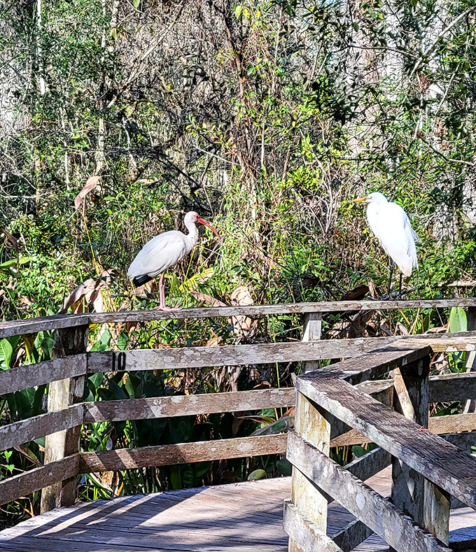 An American White Ibis and Great Egret share boardwalk real estate, nature's odd couple demonstrating peaceful coexistence.