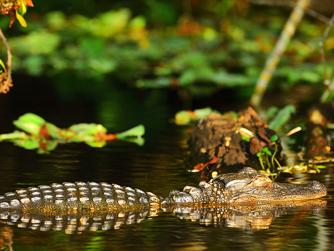 Florida's prehistoric resident gives a knowing wink as it glides through the water, a living dinosaur perfectly adapted to its environment.