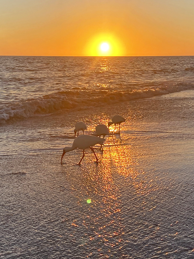 Nature's cleanup crew doing their sunset dance – elegant beach combers with built-in seafood probes and impeccable fashion sense.