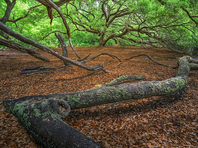 Fallen giants rest on their leafy bed, slowly returning to the earth that nourished them for hundreds of years.