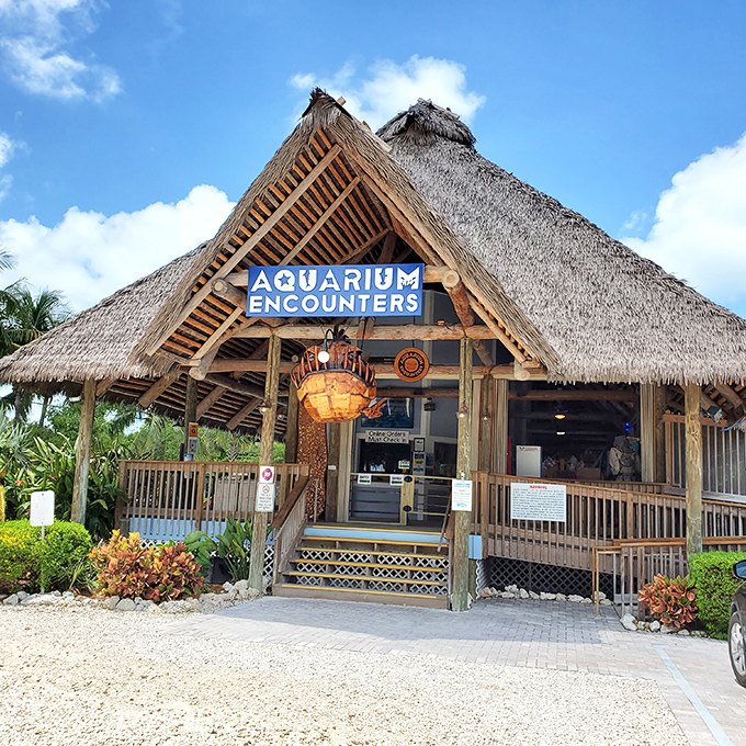 Thatched-roof charm at Aquarium Encounters – where "going to work" means hanging out with fish all day.