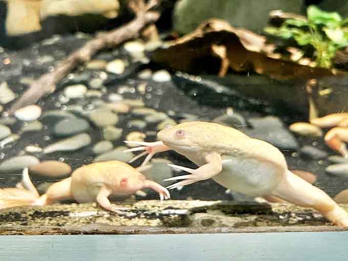 These smiling axolotls look perpetually delighted, as if they've just heard the world's funniest fish joke.