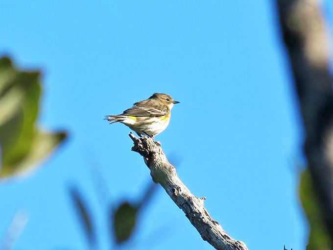 Local residents putting on free concerts daily, no tickets required, though binoculars enhance the experience considerably.