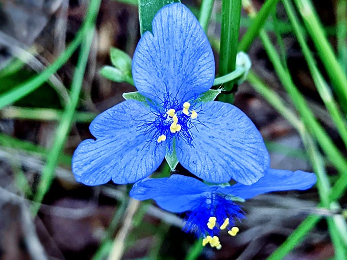 The Birdbill Dayflower flashes electric blue brilliance &ndash; nature's way of saying "Who needs neon when you've got evolution?"