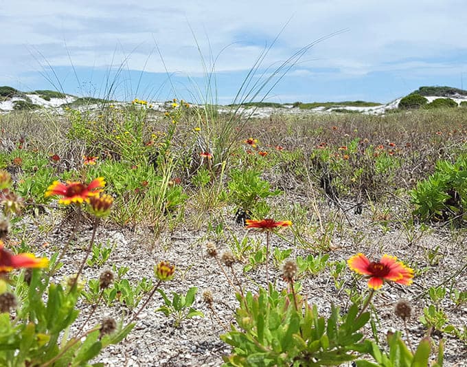 Florida's own fireworks display &ndash; blanket flowers add pops of color to the dunes like nature's confetti celebration.