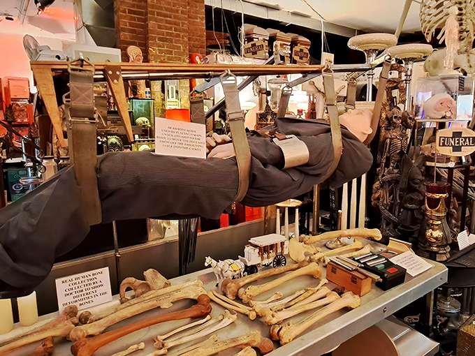 Skeletal remains arranged with scientific precision demonstrate the museum's commitment to education rather than mere shock value.