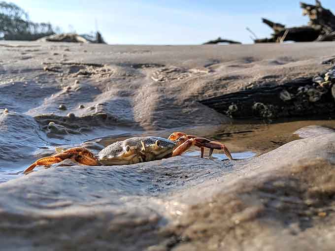 Even the local crabs appreciate the scenery here, though they're probably more interested in what's for dinner than the artistic merit of fallen trees.
