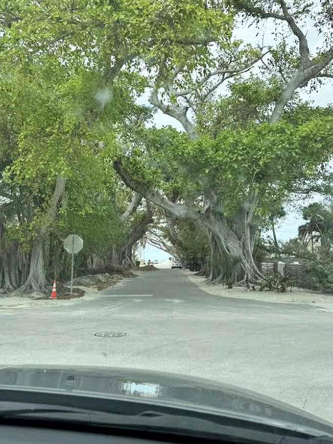 The coastal drive transforms into something magical when ancient trees decide to hold hands overhead and create living architecture.