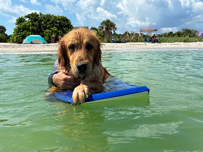 Nothing says "pure bliss" like a golden retriever getting swimming lessons with a boogie board &ndash; doggy paddling to happiness.