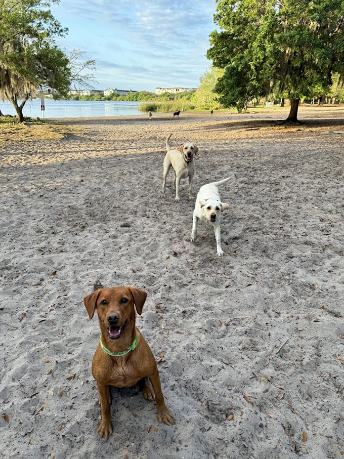 The sandy shoreline becomes an impromptu meet-and-greet area where dogs exchange sniffs and humans exchange smiles.