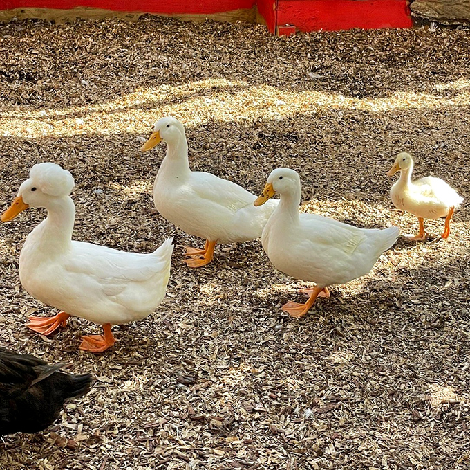 The duck squad waddles with purpose, as if late for an important meeting about pond politics and bread distribution.