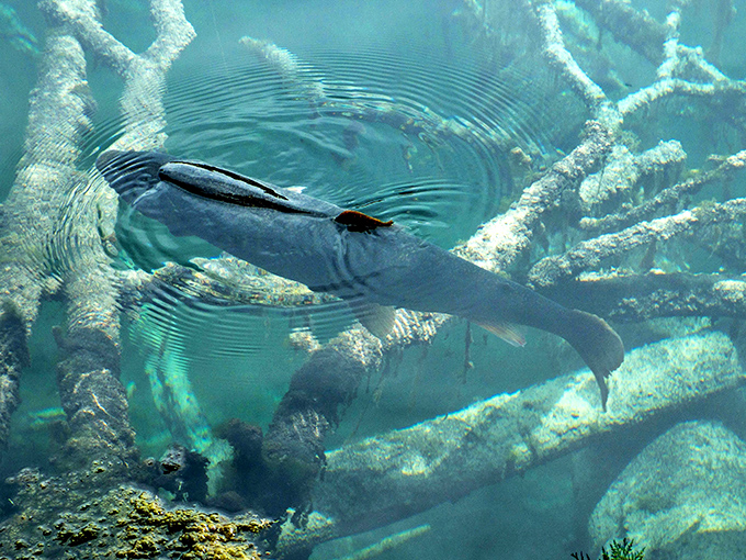 Underwater paparazzi alert! These fish have no privacy as they navigate their crystal-clear home, completely visible to the curious humans above.