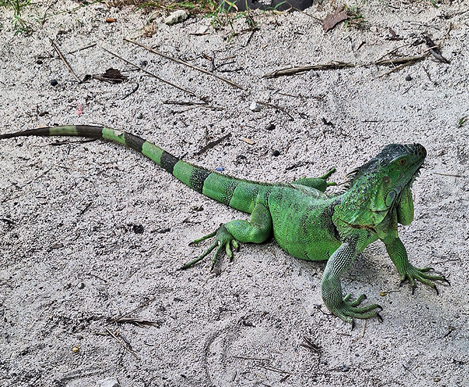 A resident green iguana strikes a pose, looking like he's auditioning for a tiny dinosaur movie or just enjoying his luxury real estate.