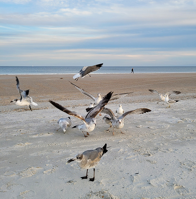 Beach dining committee meeting in progress &ndash; these gulls have strong opinions about your picnic selections.