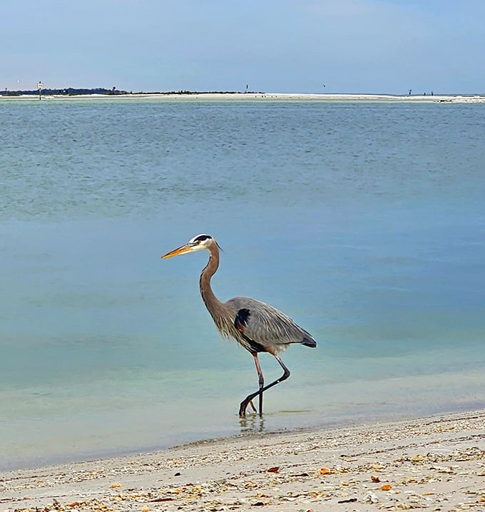 "Excuse me, coming through!" A great blue heron struts along the shoreline, the unofficial welcoming committee of Shell Key Preserve.